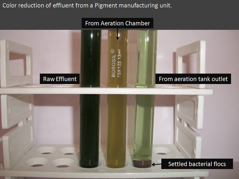 Supplier of bacteria for colour pigment degradation