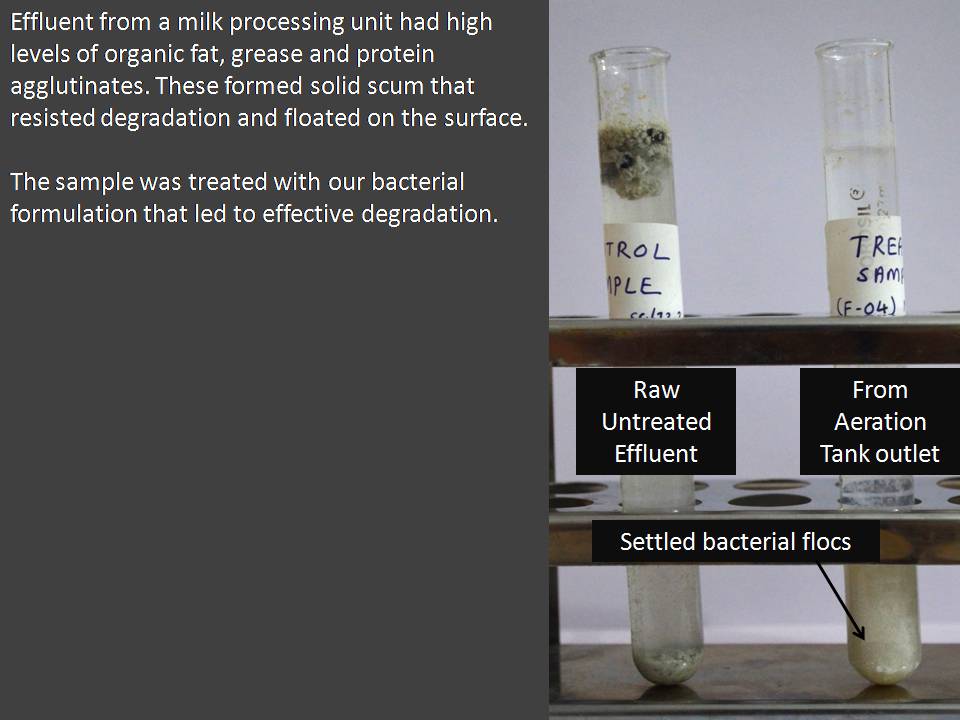 Manufacturer and Supplier of Bacteria for Wastewater Treatment in India