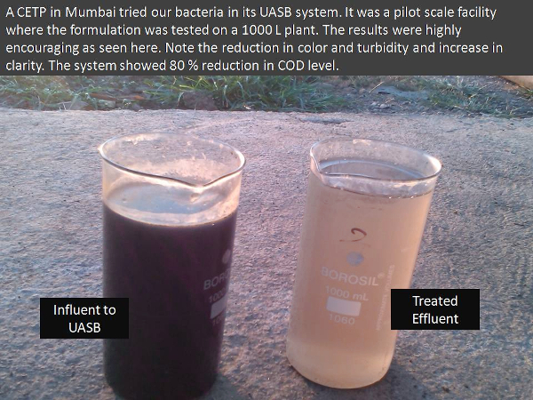 Anaerobic Bacteria for UASB Systems